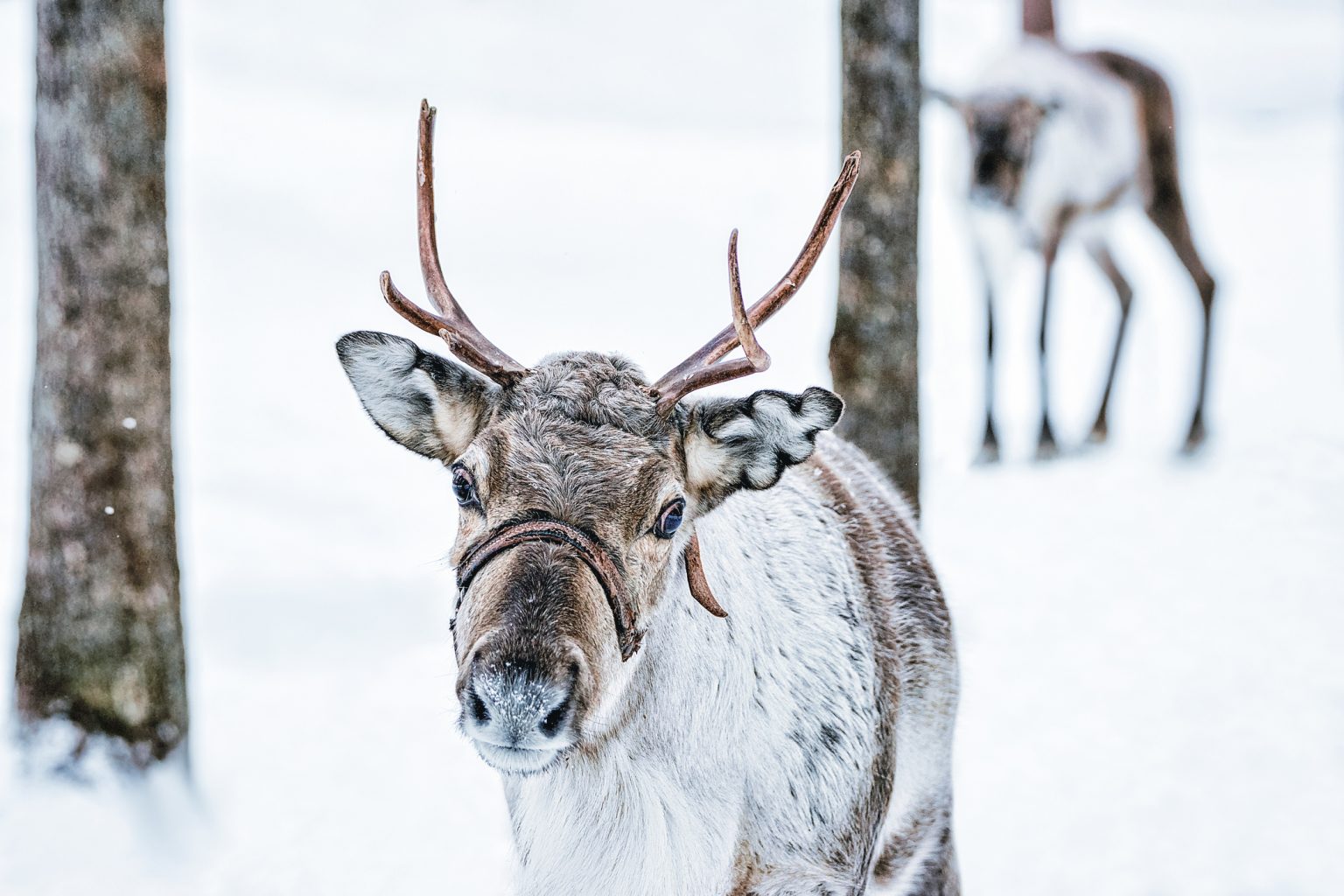 Donner and Blitzen: The Real Story – uTalk Blog