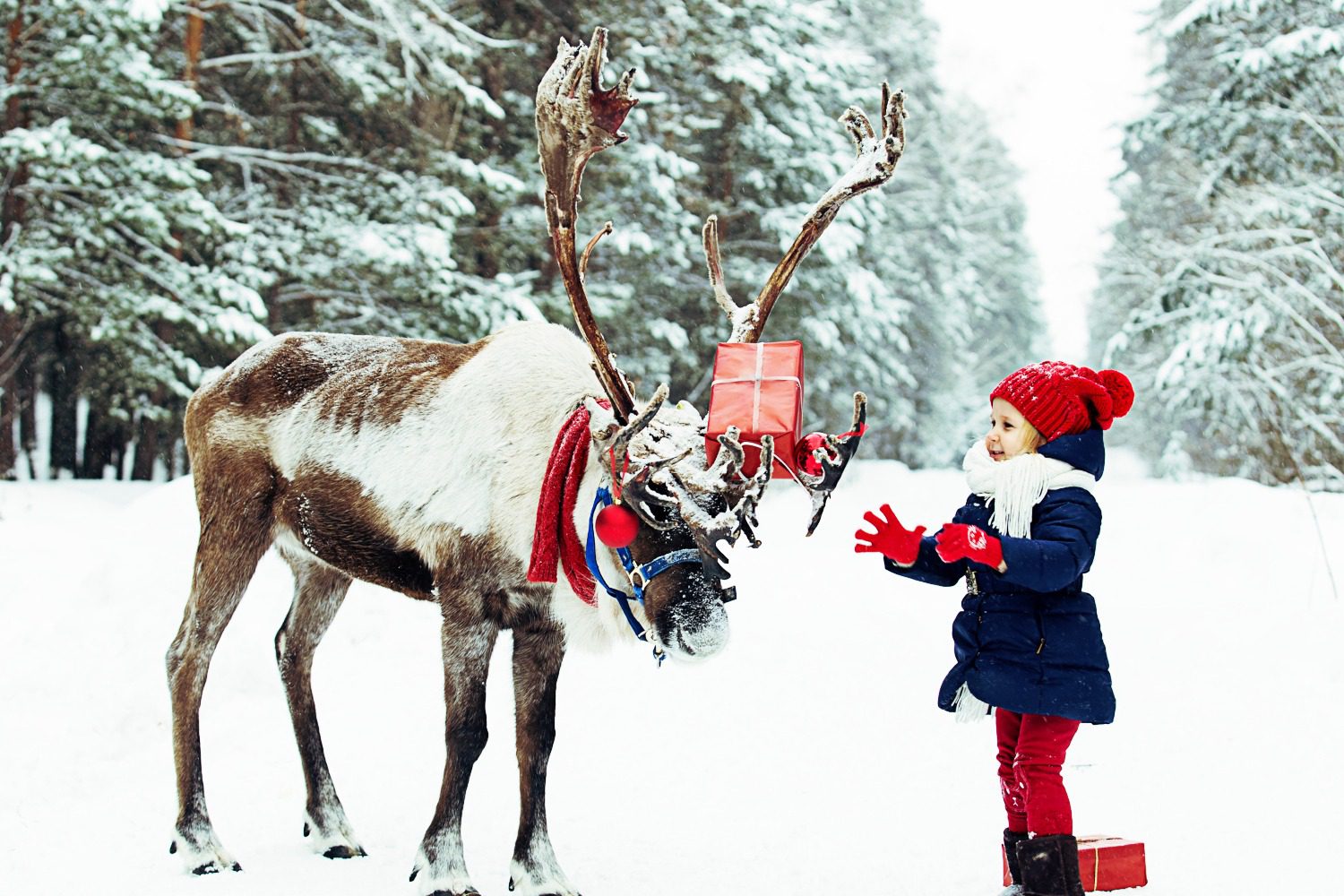 Donner and Blitzen: The Real Story – uTalk Blog